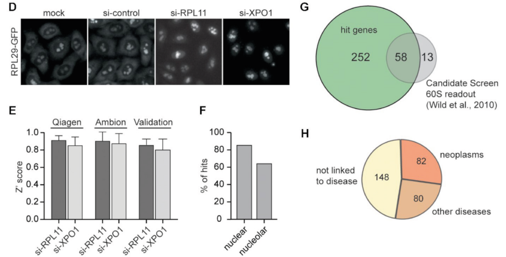 Human 60S Biogenesis: New Players Identified | Swiss National Center of ...