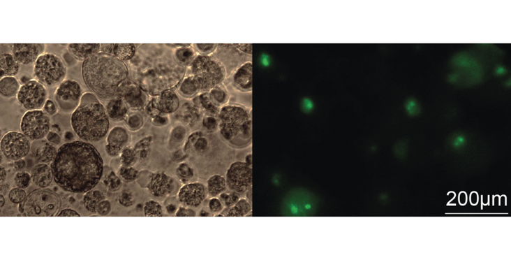 Discovering New Cancer Treatments in the “Dark Matter” of the Human ...