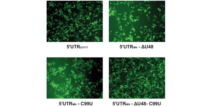 Reverse Genetics System for Animal Coronavirus Developed | Swiss ...