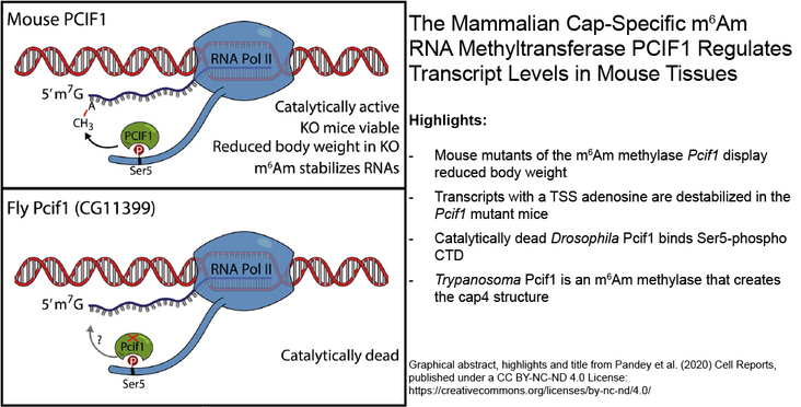 The Mammalian Cap-Specific m6Am RNA Methyltransferase PCIF1 Regulates ...