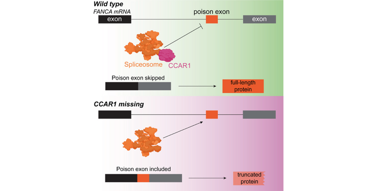 CCAR1 promotes DNA repair via alternative splicing | Swiss National ...
