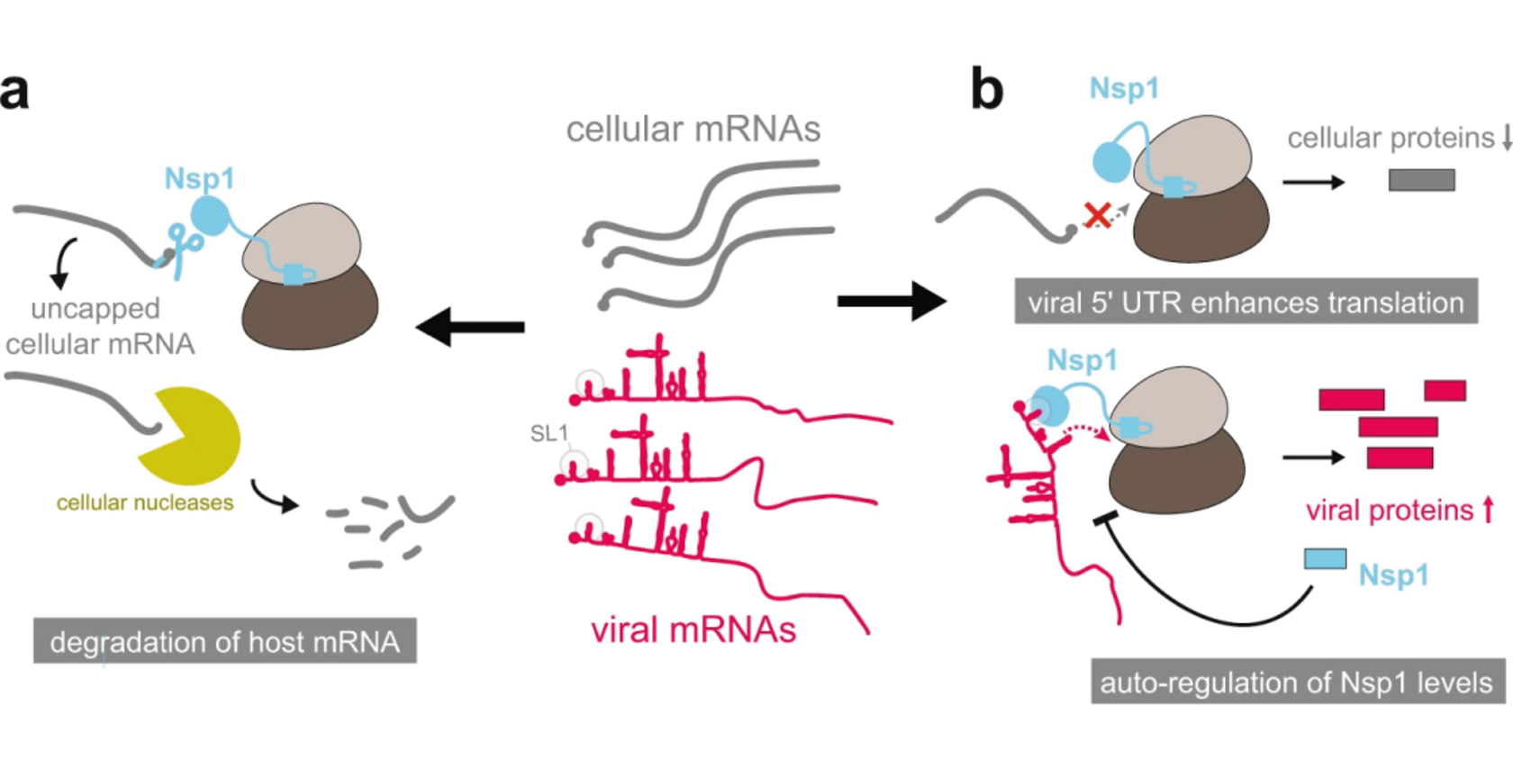I(nsp1)ecting SARS-CoV-2–ribosome interactions | Swiss National Center ...