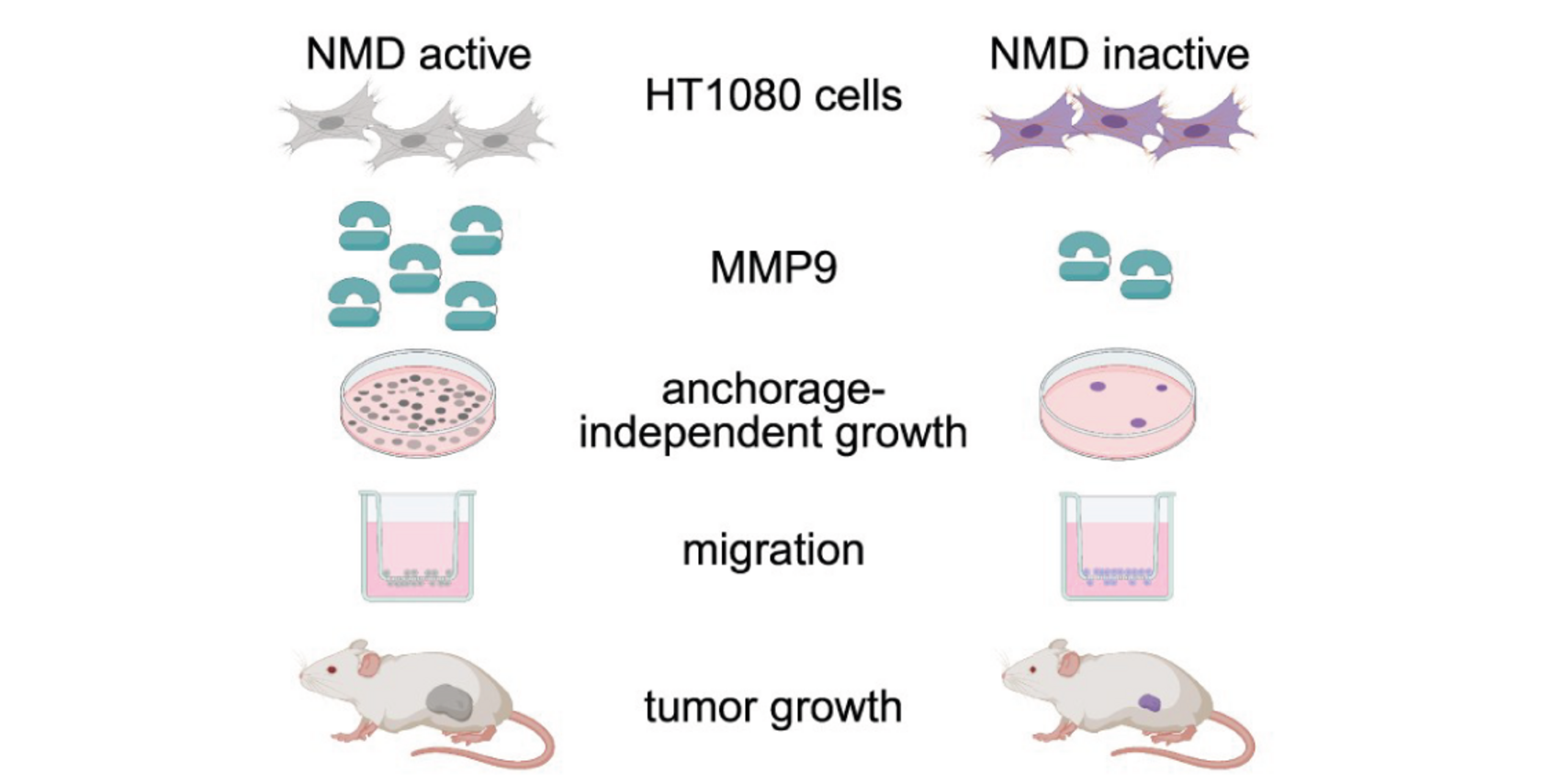 NMD Inhibition Reduces Tumorigenicity | Swiss National Center of ...