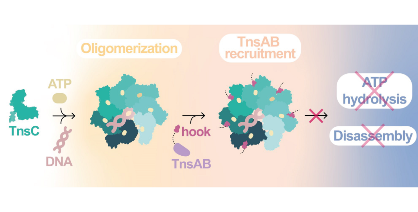 Molecular Insights into Assembly and Structure of a CRISPR-Associated Transposon System | Swiss ...