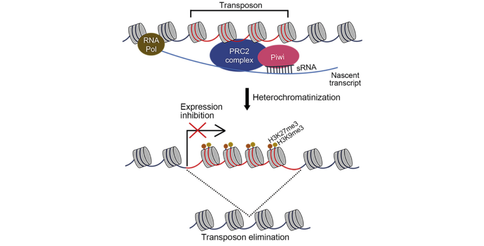 Old & New Transposons are differently excised from DNA in ciliates ...