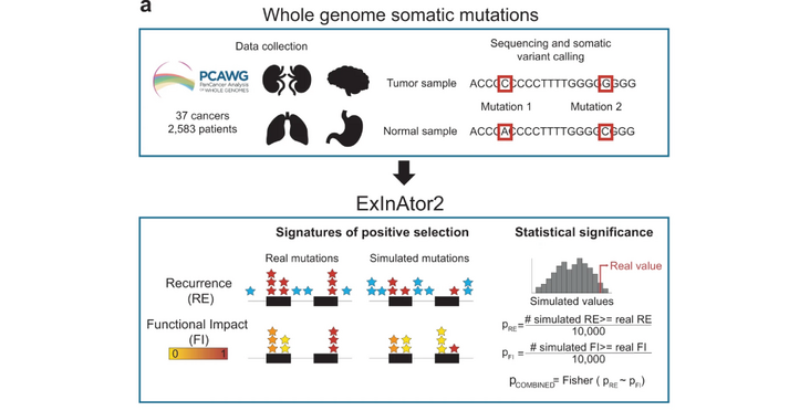 New study reveals cancer-promoting mutations in the ‘dark matter’ of ...