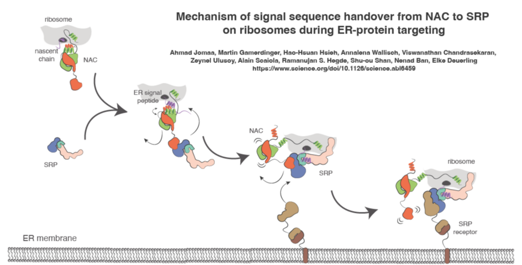 NAC Mechanism for ER Targeting of Proteins Unveiled | Swiss National ...