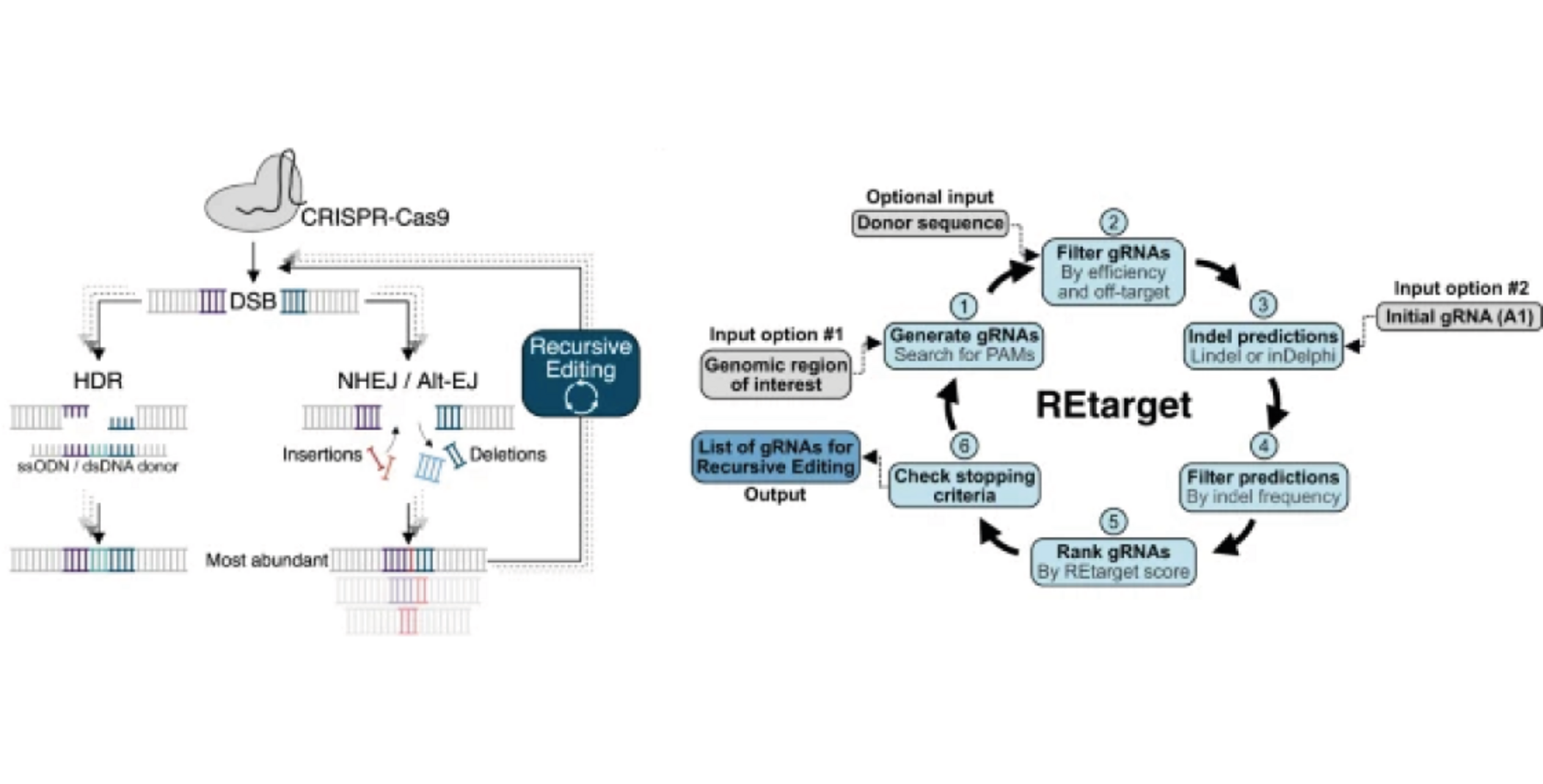 Boosting HDR by Retargeting CRISPR | Swiss National Center of ...