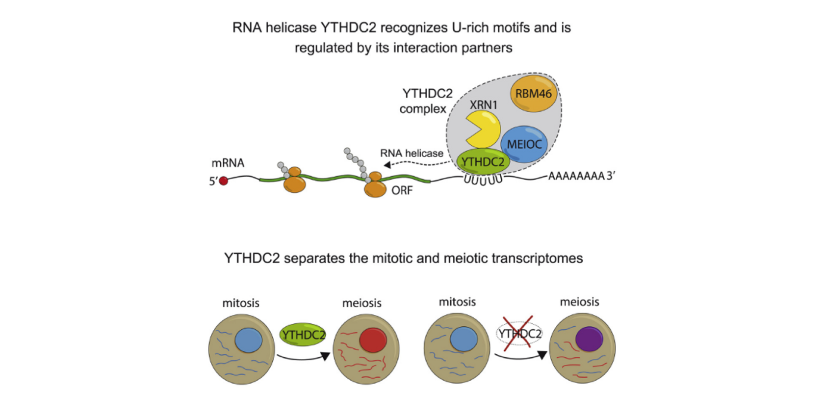 The RNA helicase acitivity of YTHDC2 is required for mouse fertility ...