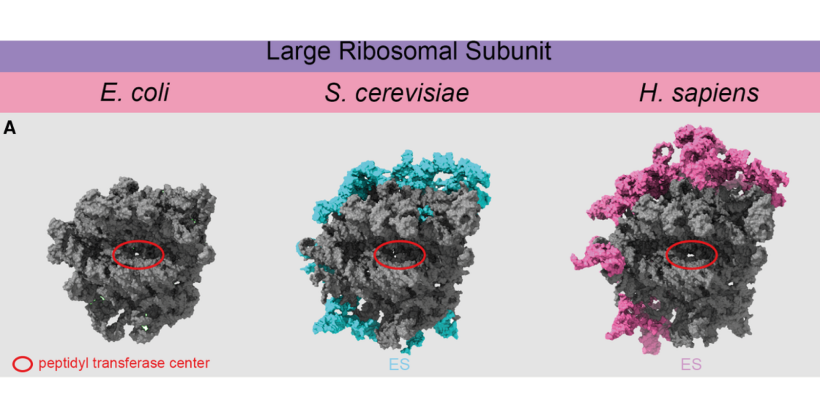 Review on Ribosomal RNA Expansion Segments and Their Roles | Swiss ...