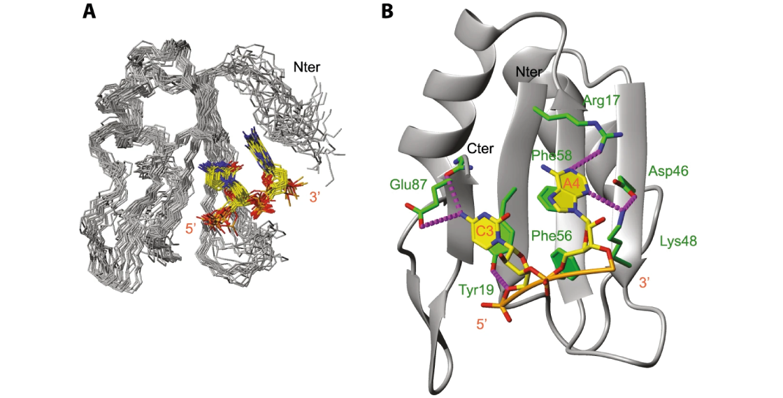 From structure to function: A single amino acid substitution in RRM1 of ...