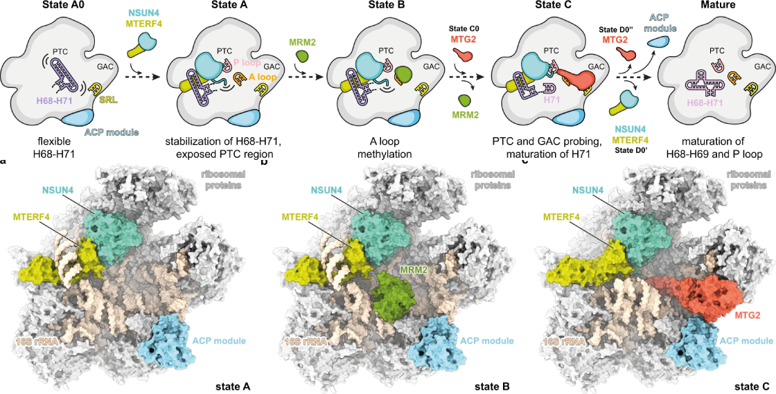 Insights into the Maturation of Human Mitoribosomes | Swiss National ...