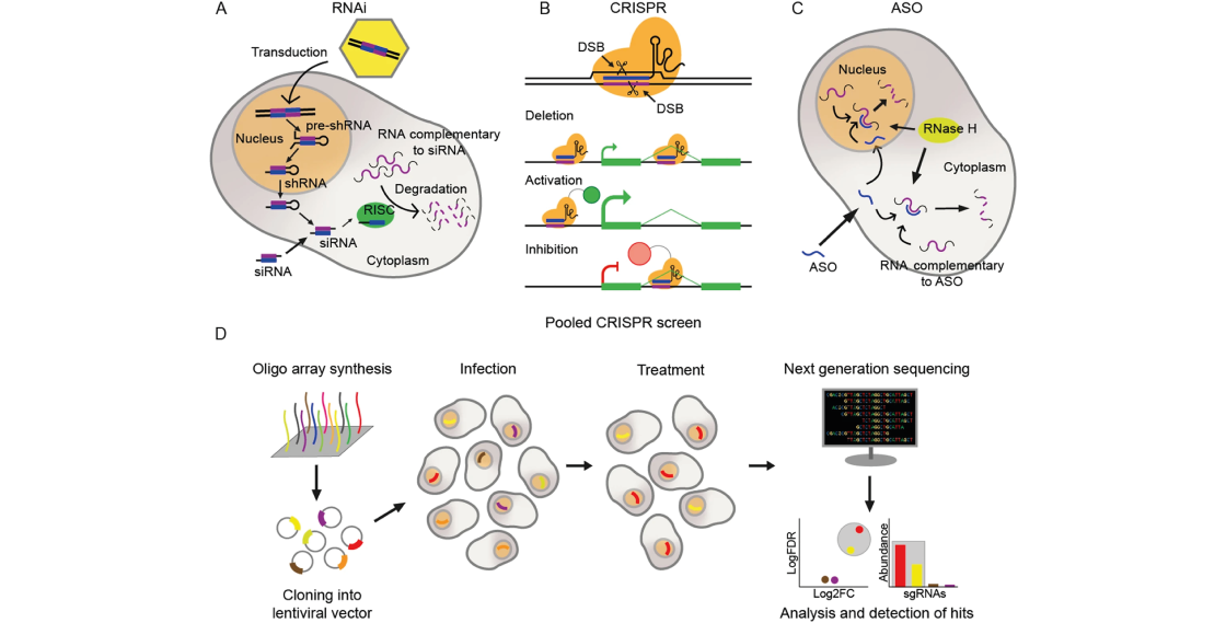 How To Design Libraries For Functional Long Noncoding Rna Screens