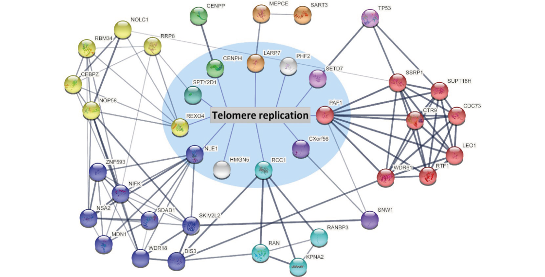 The human telomeric proteome during telomere replication | Swiss ...