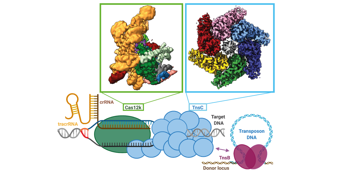 Structural & Biochemical Insights into CRISPR-transposon systems ...