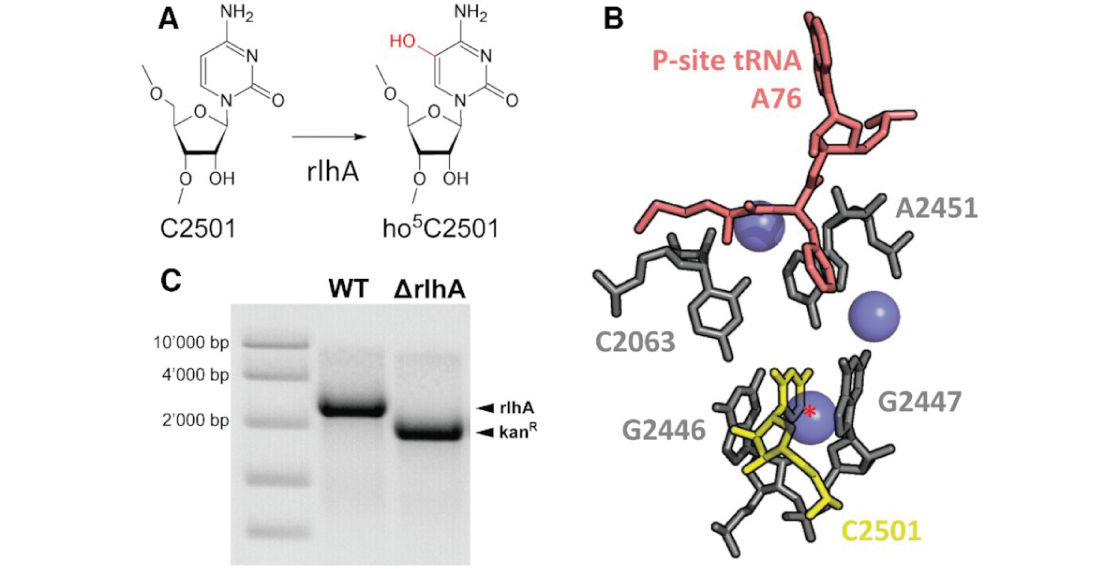 An rRNA modification benefitting E. Coli under stress | Swiss National ...