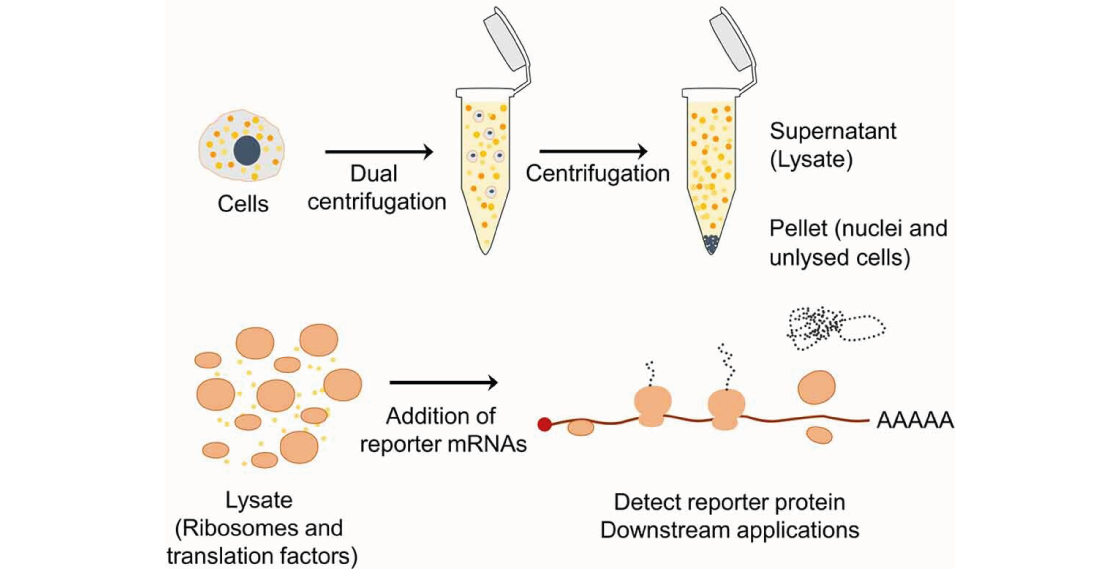 New method for creating human in vitro translation lysates | Swiss ...