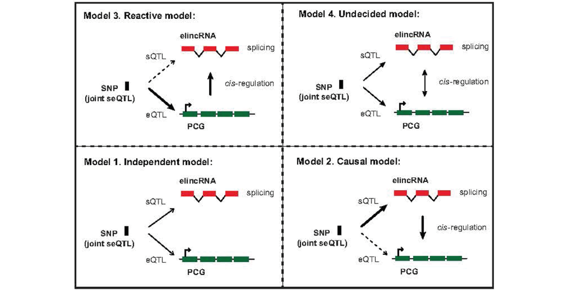 Connection between enhancer activity and splicing of long non coding ...