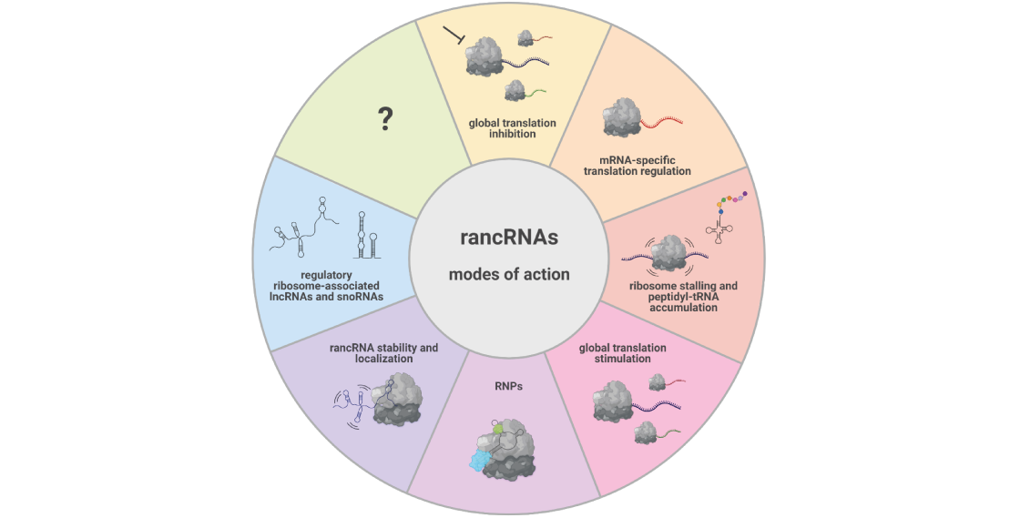 Review on Ribosome-Associated ncRNAs & Translation | Swiss National ...