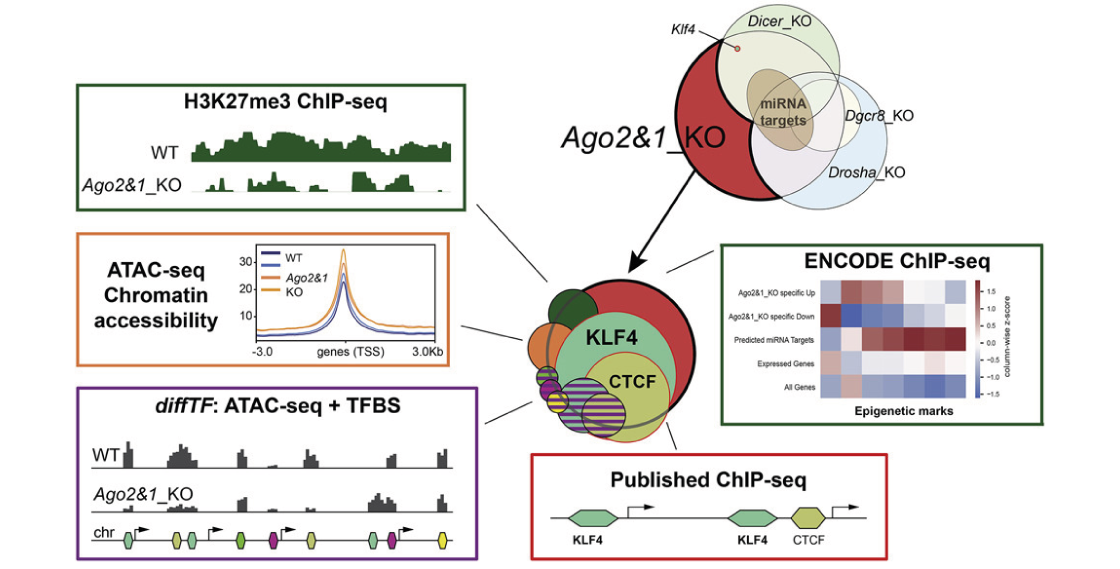 Non-Canonical Functions of AGO Proteins in Mouse ESCs | Swiss National ...
