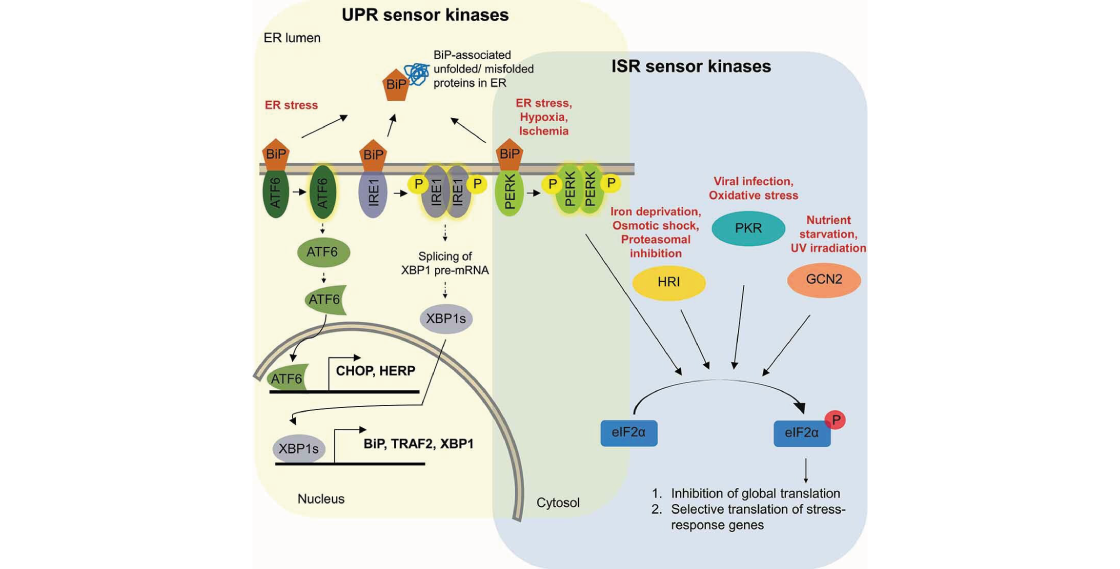 Links between ribosome collisions, stress responses and mRNA ...