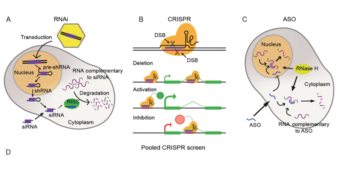 Guide to CRISPR Screening for long non-coding RNAs | Swiss National Center of Competence in ...