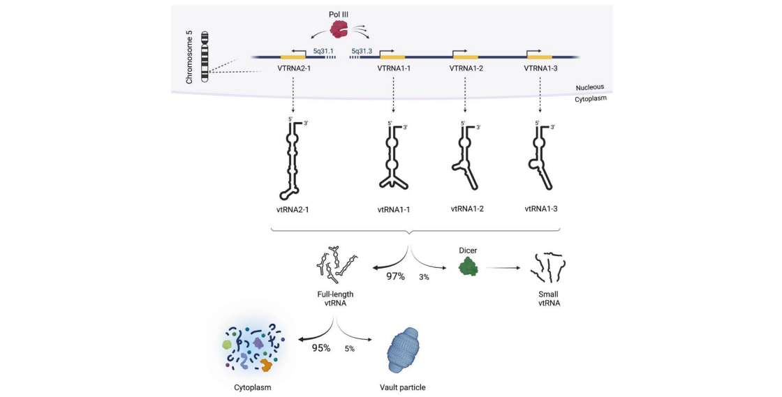 Small but Powerful: The Human Vault RNAs' Roles in Cancer | Swiss ...