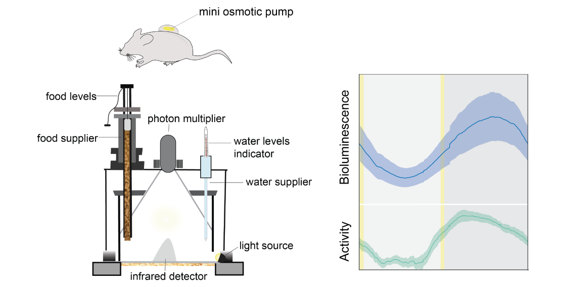 Real Time Recording of Gene Expression in Mice | Swiss National Center ...