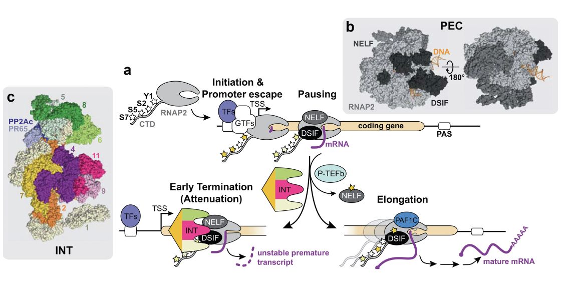 Take a break: Transcription regulation and RNA processing by the ...