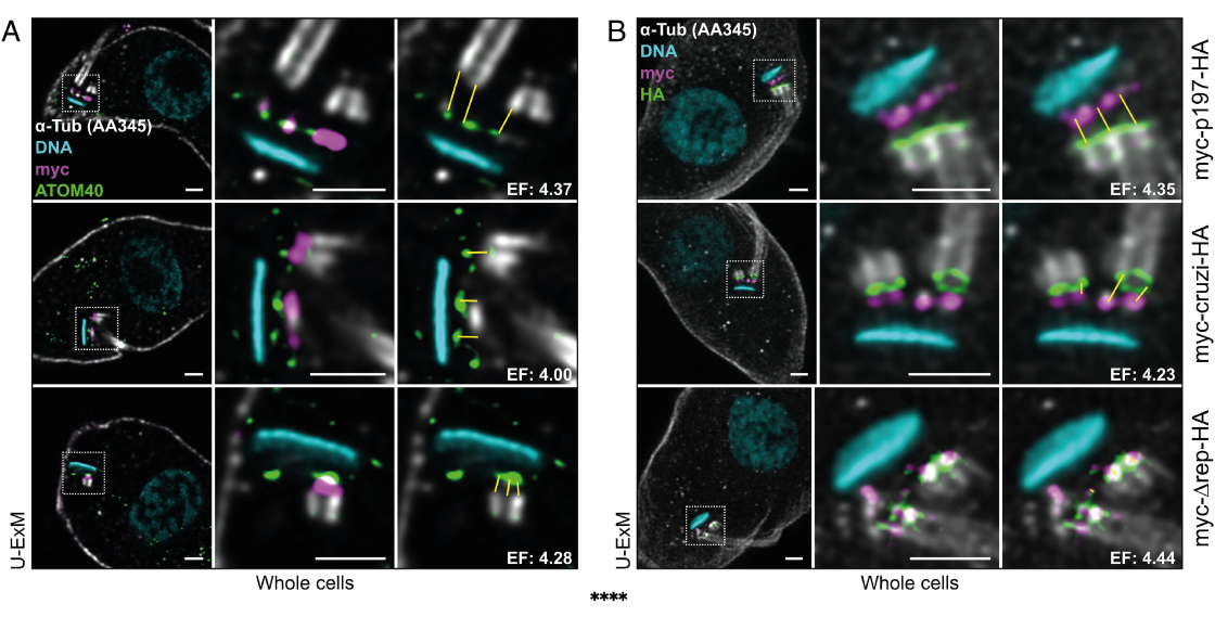 Biological Distance Determination by a Single Protein Molecule | Swiss ...