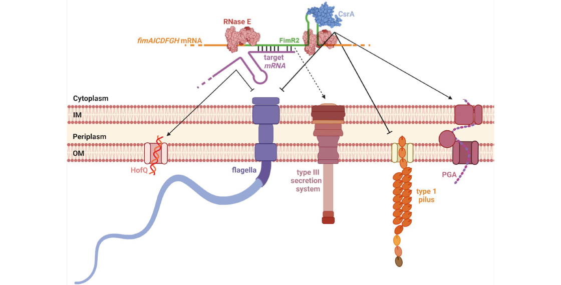 A Non Coding Rna Regulates Bacterial Adaptation To The Environment
