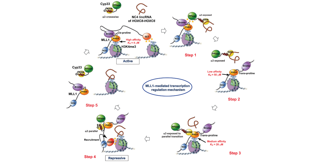 Mechanism of RNA-dependent transcriptional repression unveiled | Swiss ...