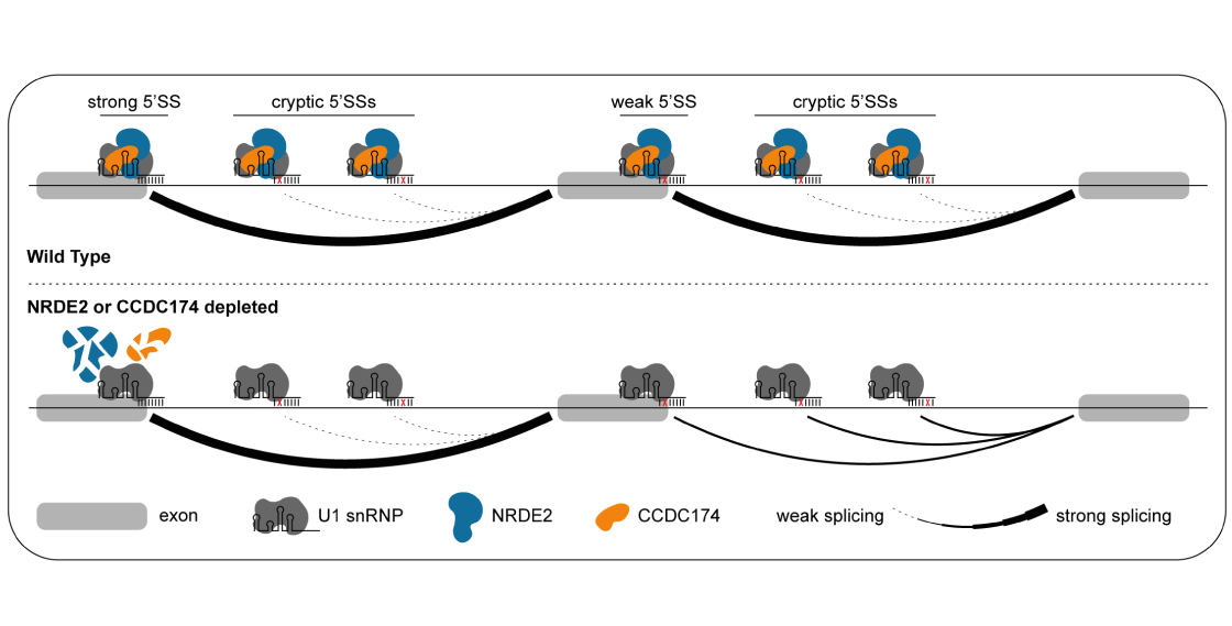 Making Weak Splice Sites Strong | Swiss National Center of Competence ...