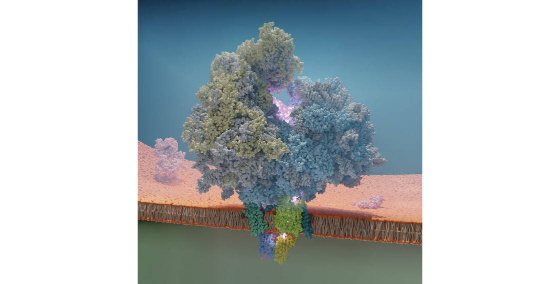 TRAPping the ribosome and the translocon for membrane protein and ...