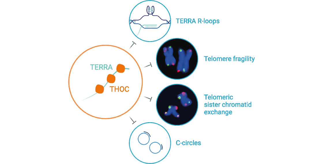 The THO Complex's Functions in Telomere Homeostasis | Swiss National ...