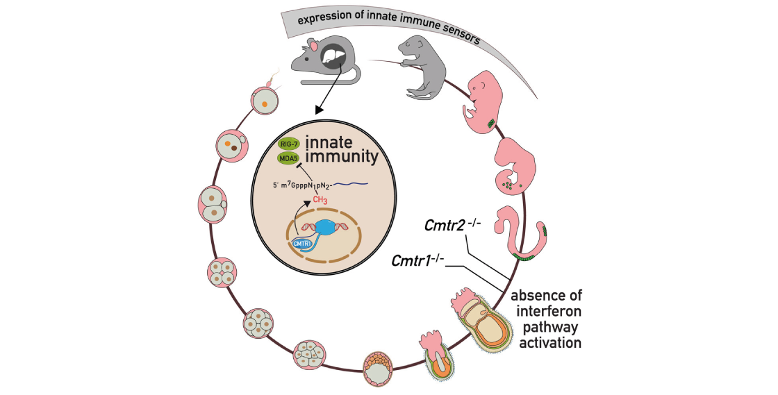 RNA-Cap Methylation Essential for Embryonic Development | Swiss ...