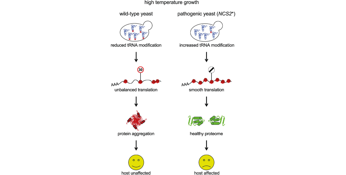 tRNA Modification Key for Yeast Pathogenicity | Swiss National Center ...