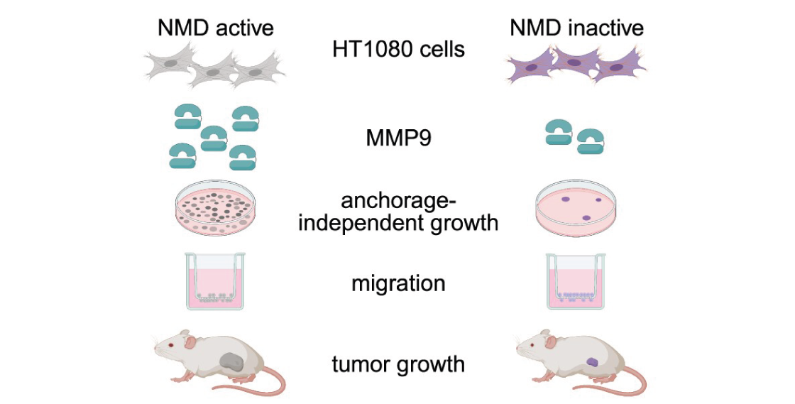 NMD Inhibition Reduces Tumorigenicity | Swiss National Center of ...