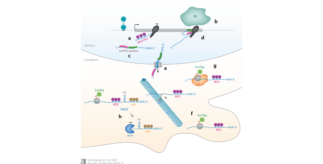 Review on Following the Life Cycle of RNAs | Swiss National Center of ...