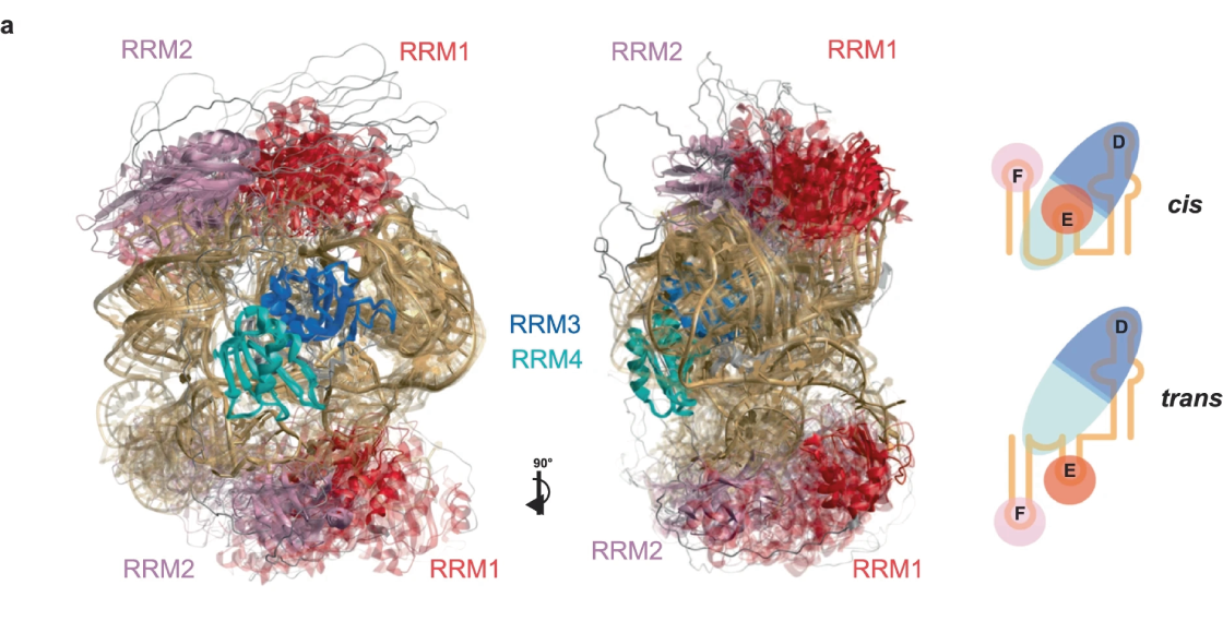 Compacted, yet Flexible: Integrative Structure Determination of Protein ...