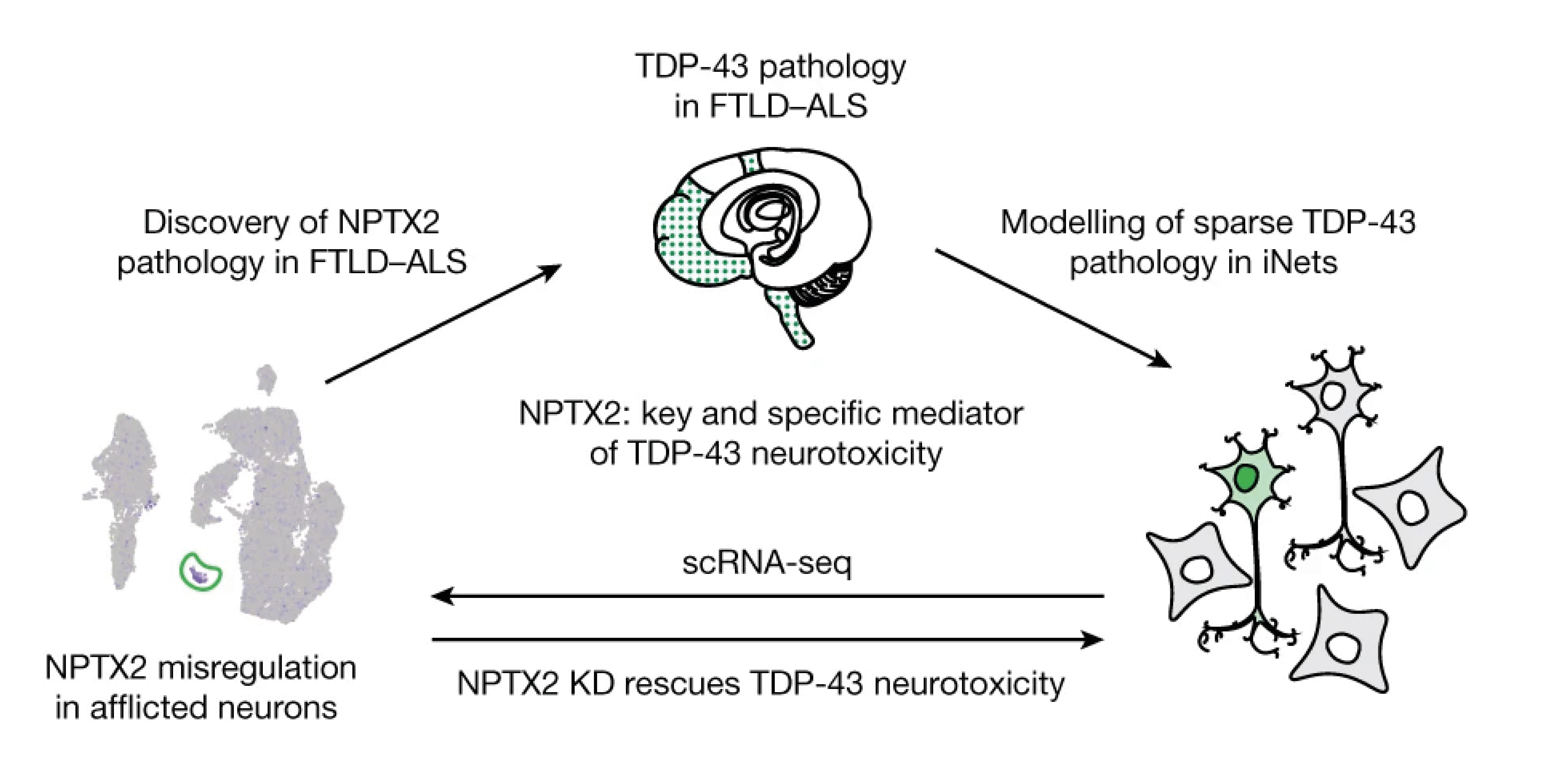 New human neural system identified NPTX2 as a potential therapeutic ...