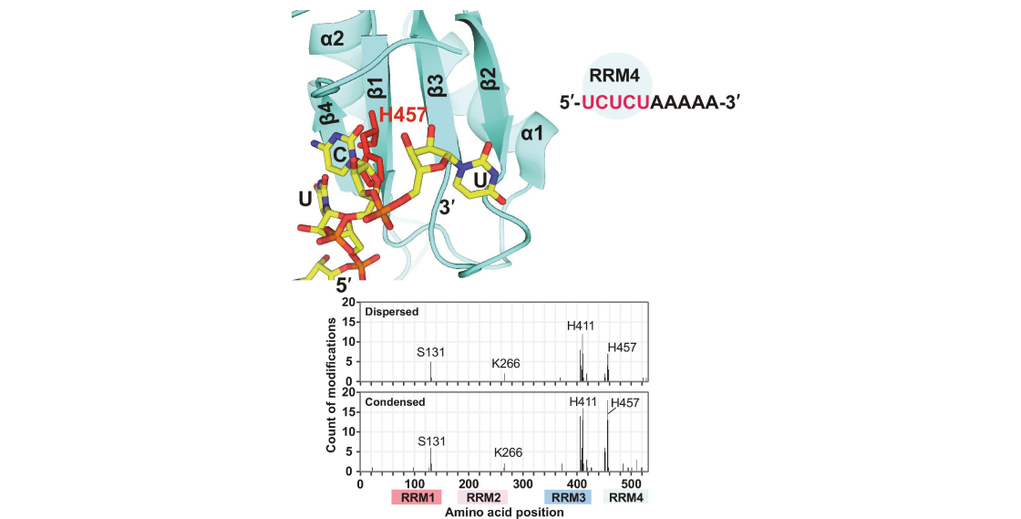 Structural Information on Phase Separated RNA Protein Complexes | Swiss ...