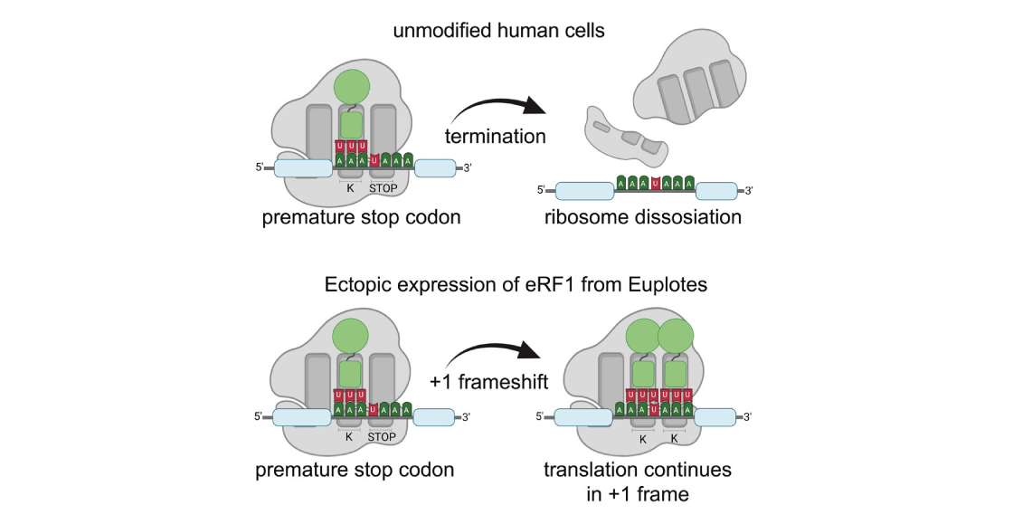 Promoting Frameshifting at Premature Stop Codons | Swiss National ...