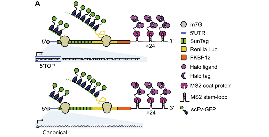 New Insights into Regulation of Translation and Stability of 5'TOP ...