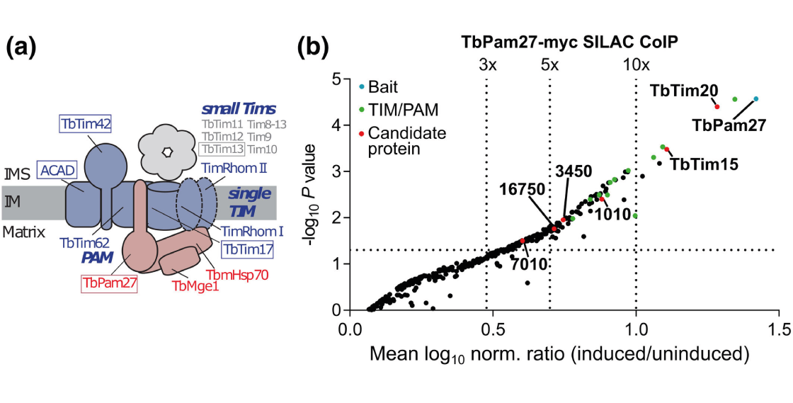 New Essential Trypanosomal TIM Component | Swiss National Center of ...