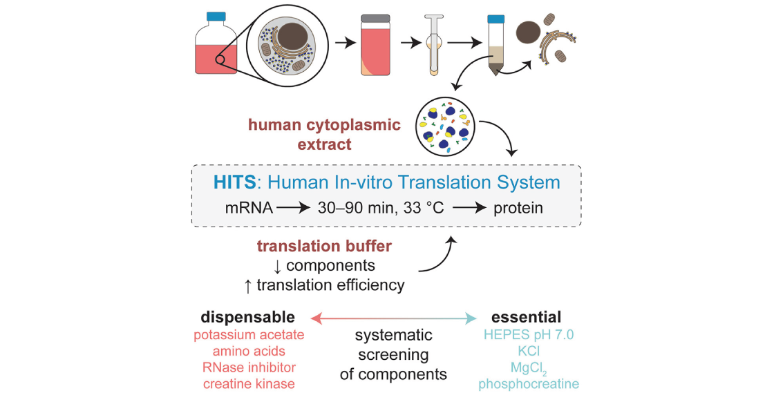 A highly optimized human in-vitro translation system | Swiss National ...