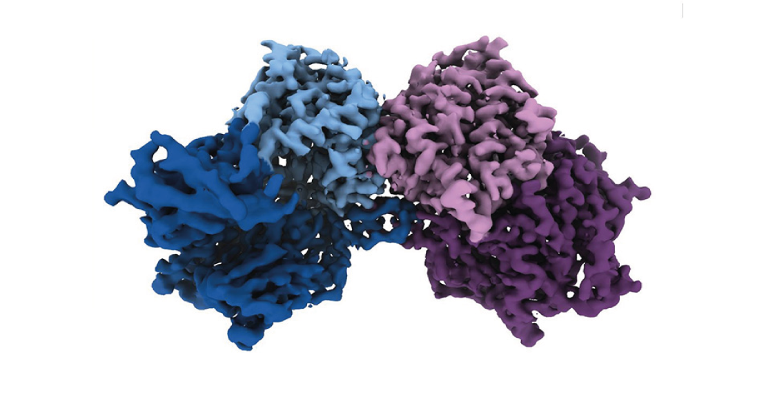New tool to map protease specificity may pave the way for improved ...